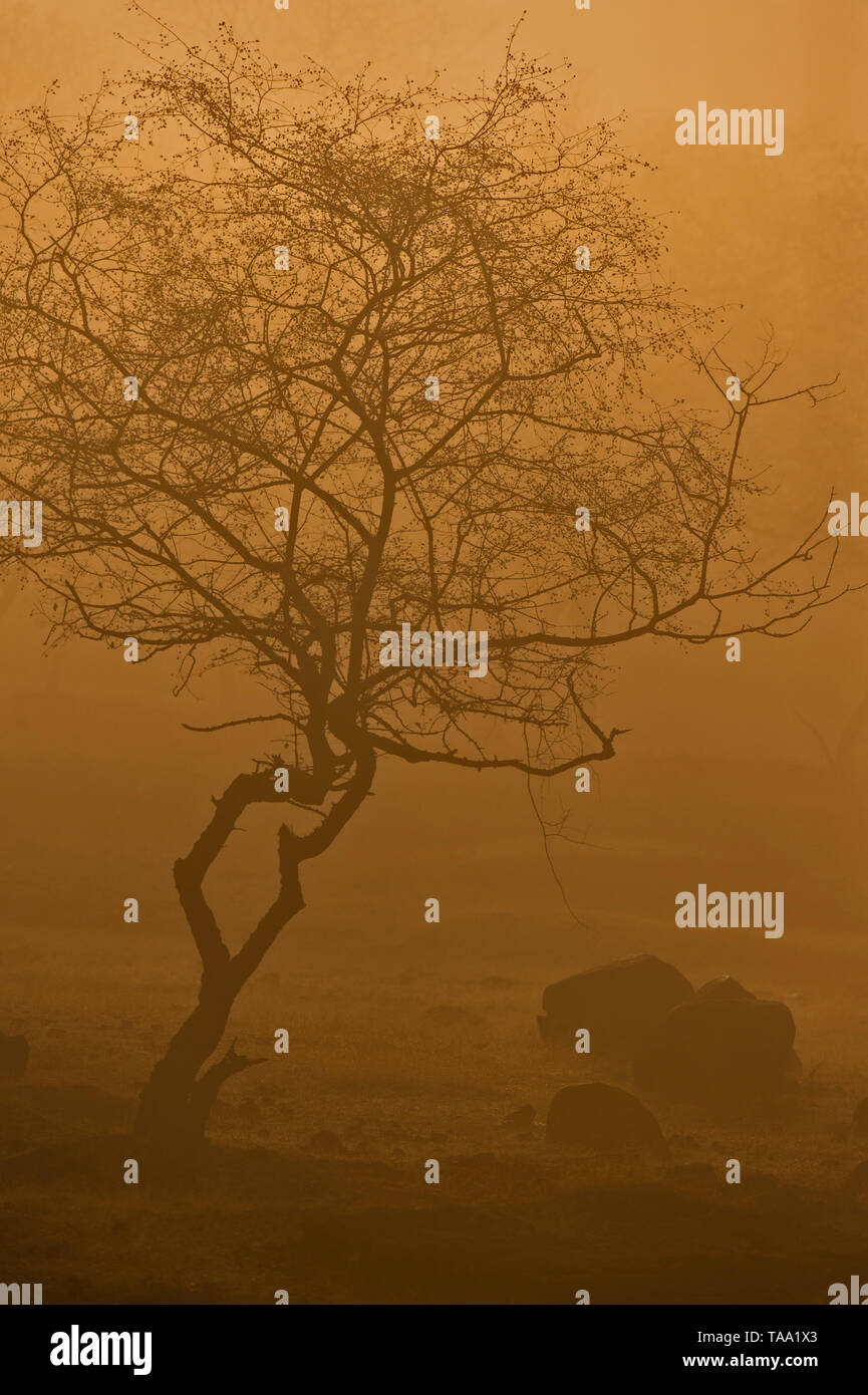 dhok tree, Ranthambhore national park, rajasthan, India, Asia Stock ...