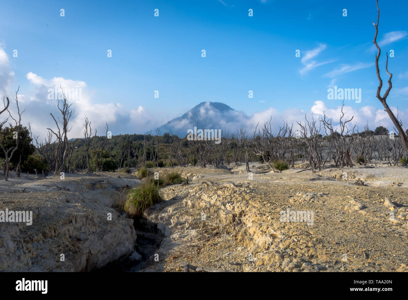 Dead forest of mount Papandayan is the most popular place for tourist ...