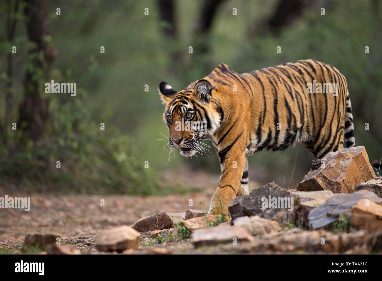 Bengal tiger in Ranthambhore national park, rajasthan, India, Asia ...