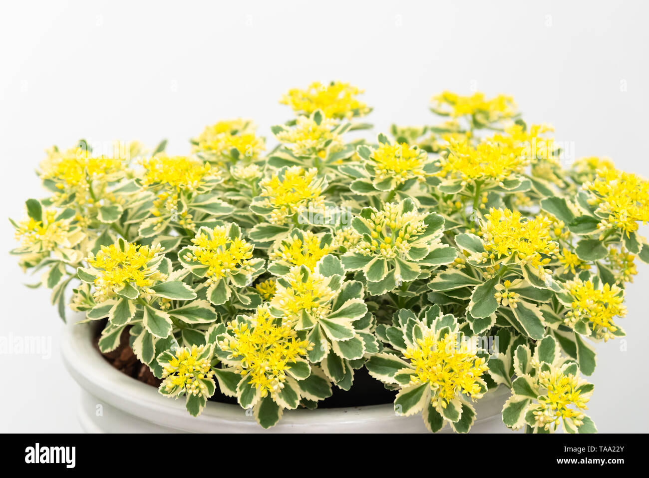 Sedum takesimense Atlantis Stock Photo - Alamy