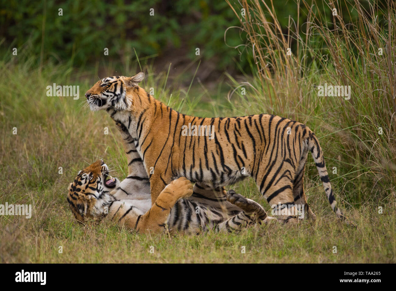 Jungle life of bengal tigers hi-res stock photography and images - Alamy