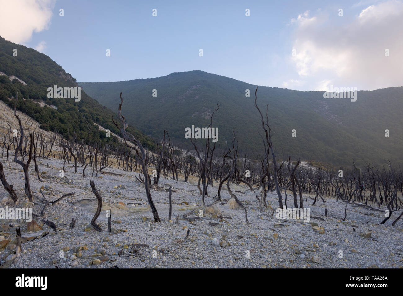Dead forest of mount Papandayan is the most popular place for tourist ...