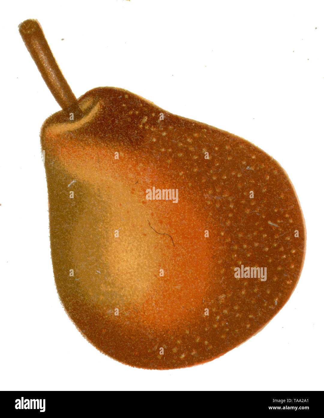 Pear, pear variety Seckels Pear , Adam Gatternicht (1819-1899 ...