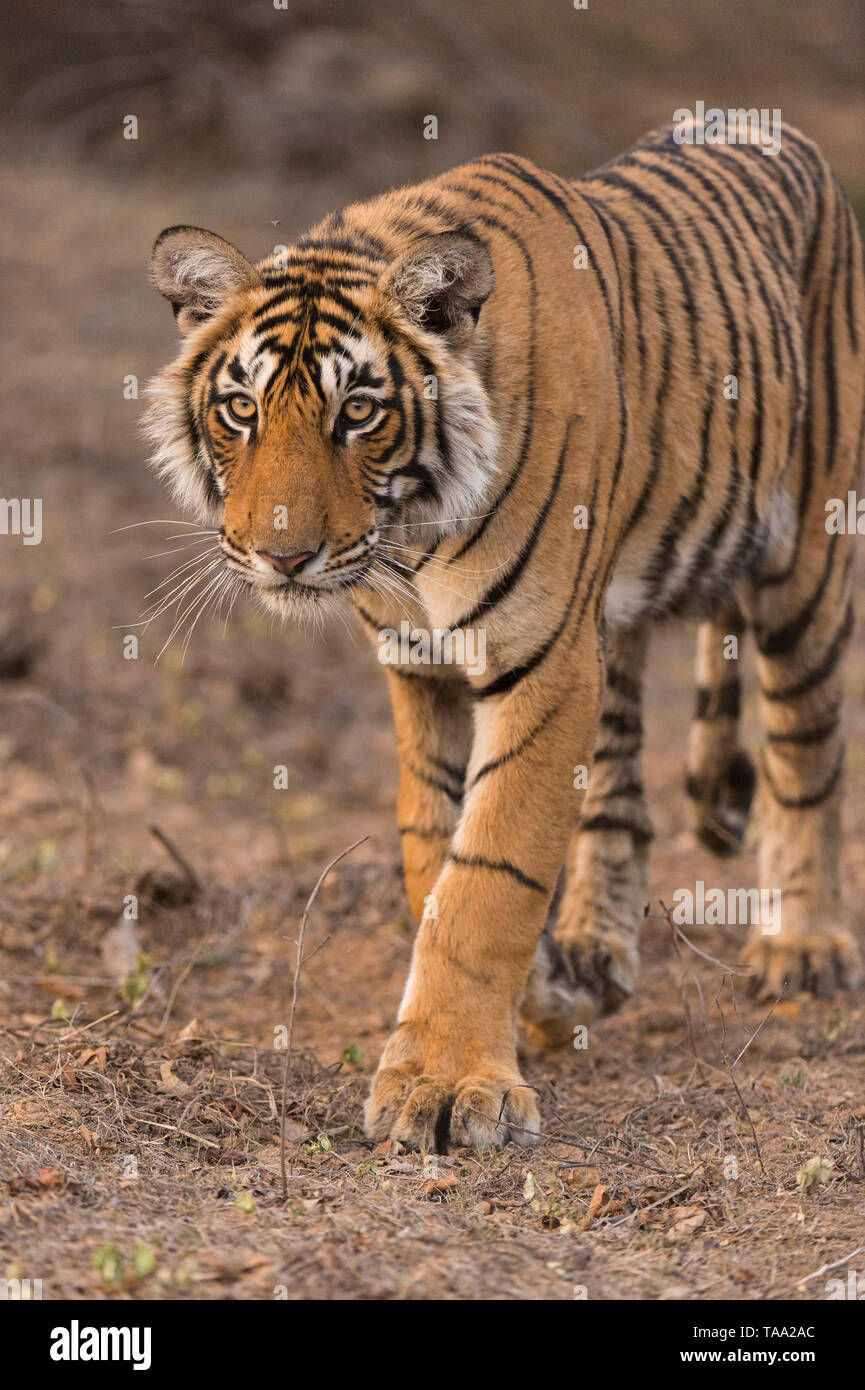 Bengal Tiger in Ranthambhore national park, rajasthan, India, Asia ...