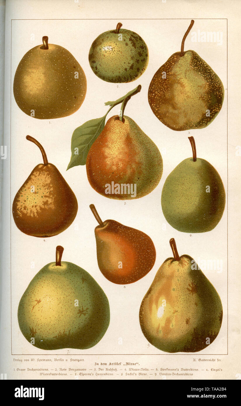 1899 cows hi-res stock photography and images - Alamy