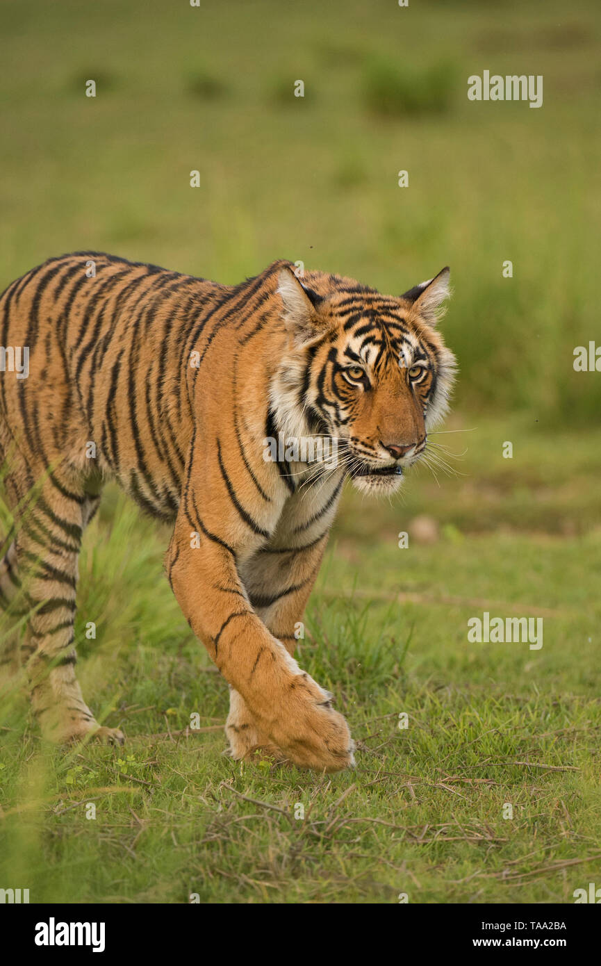 Bengal Tiger in Ranthambhore national park, rajasthan, India, Asia ...