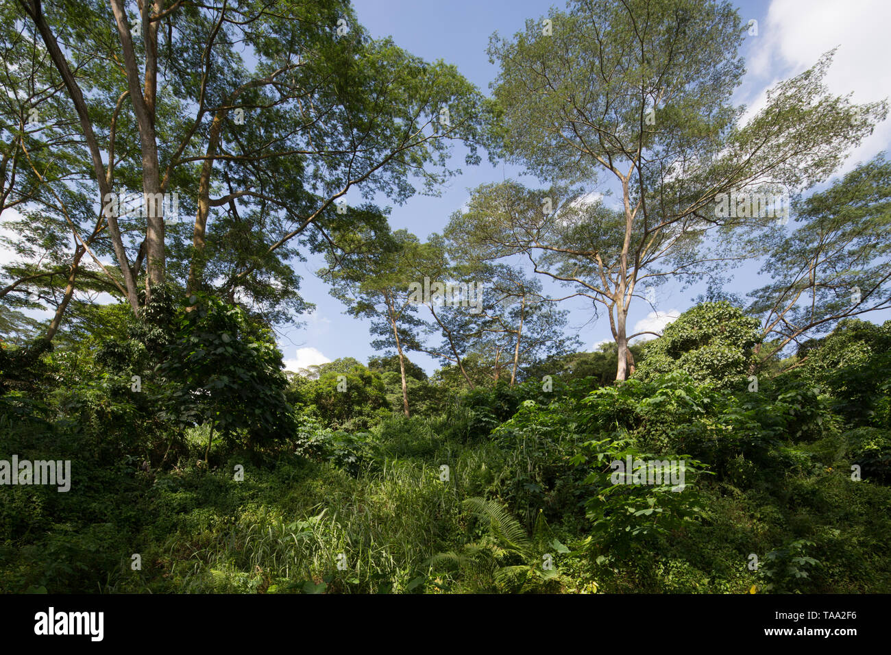 Tall greenery hi-res stock photography and images - Alamy