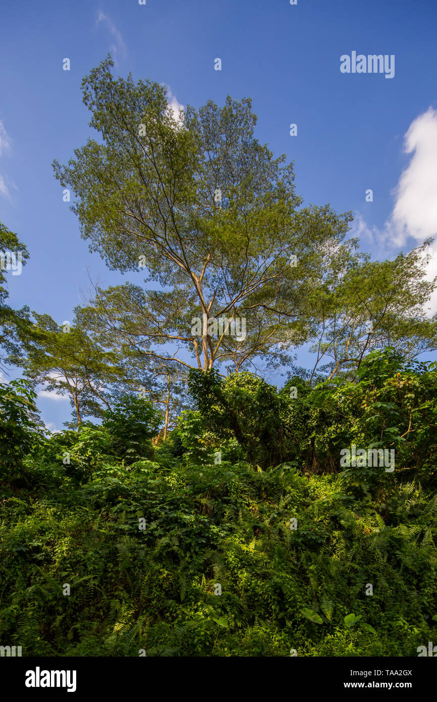 Super tall tree with large branches in the nature greenery along rail ...