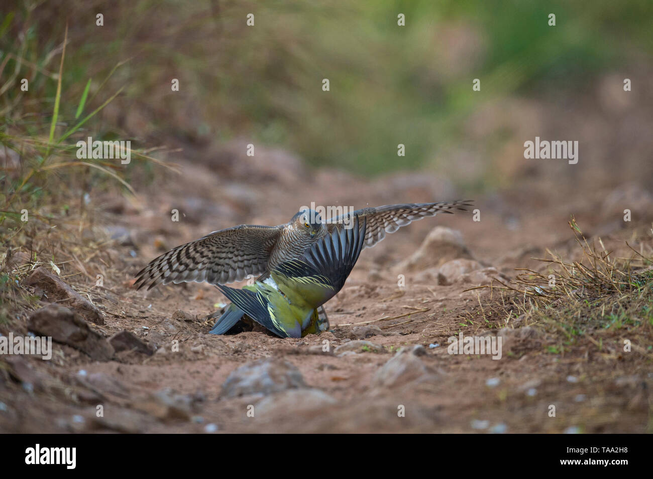 Attacking bird hi-res stock photography and images - Alamy