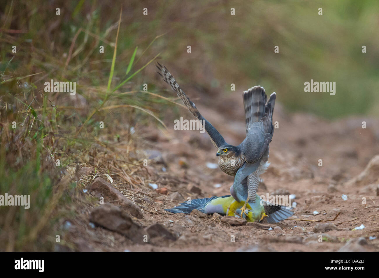 Attacking bird hi-res stock photography and images - Alamy