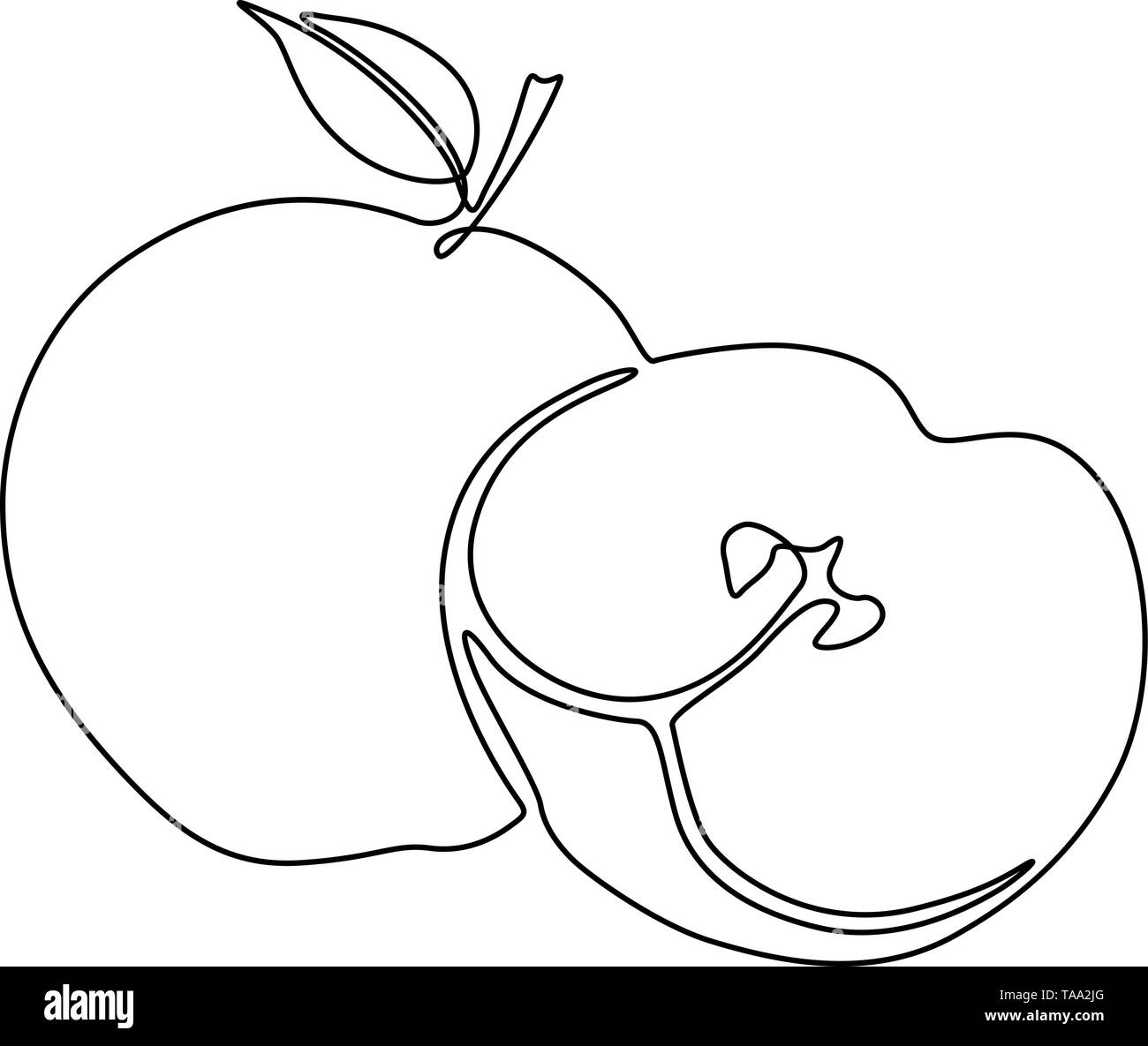 Continuous line apple and sliced apple. Vector illustration Stock ...