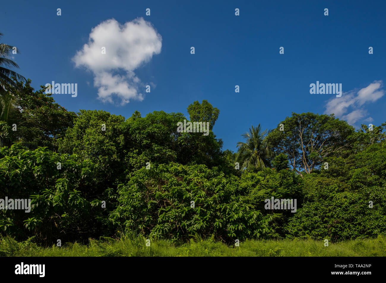 Nature greenery with cloud on the sky, Singapore Stock Photo - Alamy