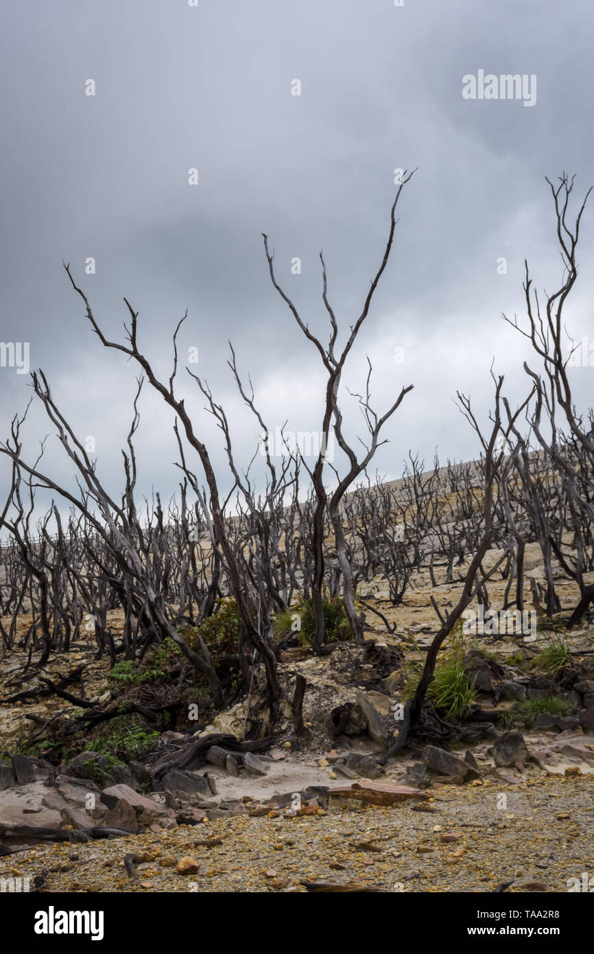 Dead forest of mount Papandayan is the most popular place for tourist ...