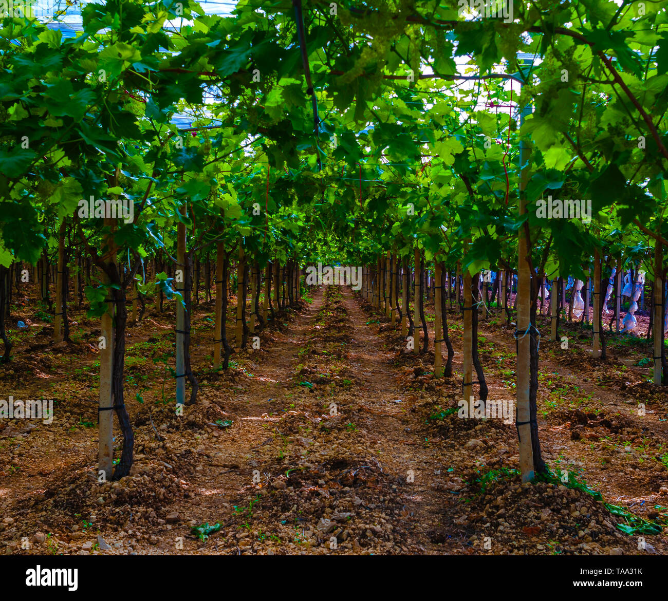 Cultivation of table grapes in Puglia, the screws are placed ...