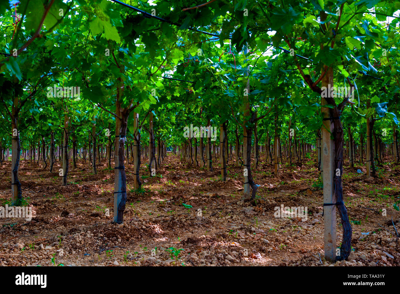 Cultivation of table grapes in Puglia, the screws are placed ...