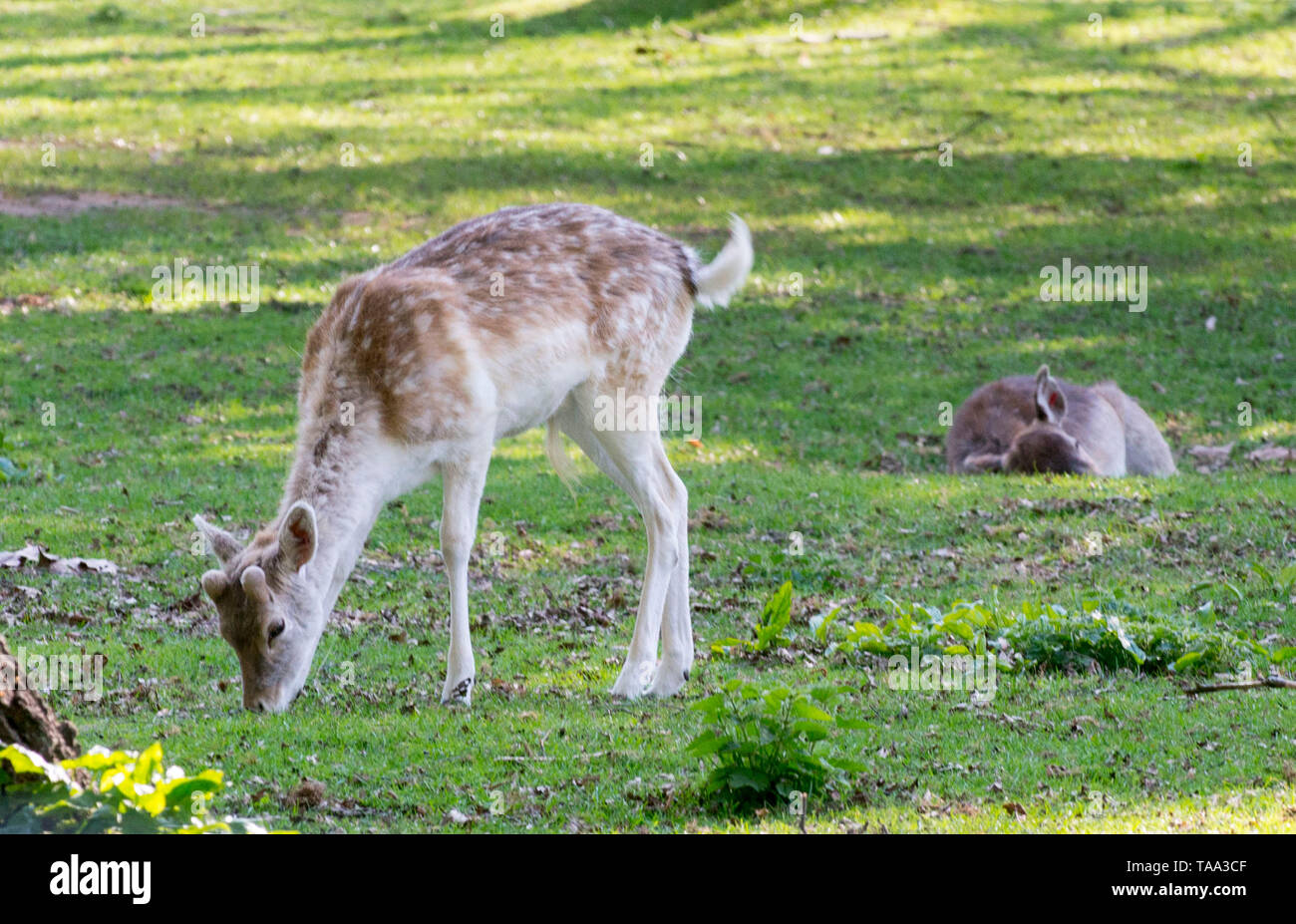 Magdalen College Deer park Oxford Photos by Brian Jordan Stock Photo ...