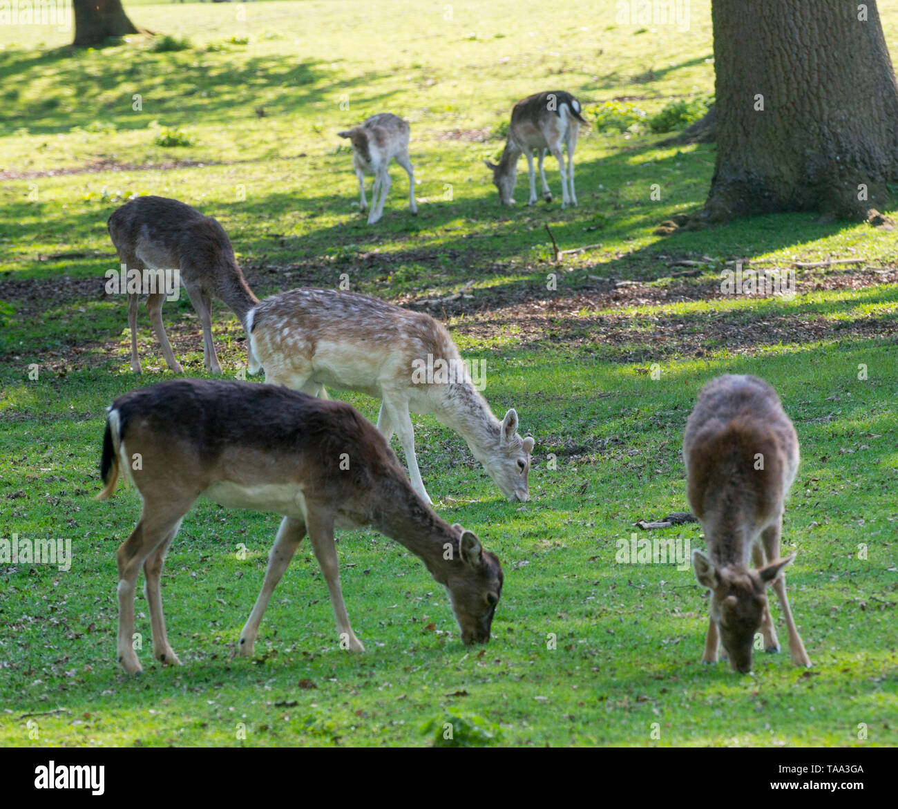 Magdalen college deer park oxford hi-res stock photography and images ...