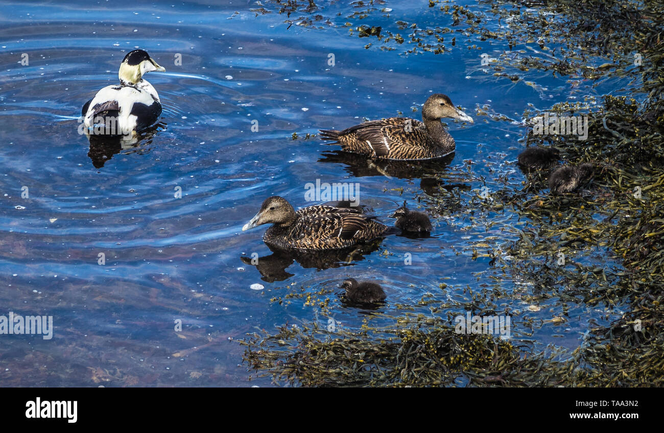 Eider family hi-res stock photography and images - Alamy
