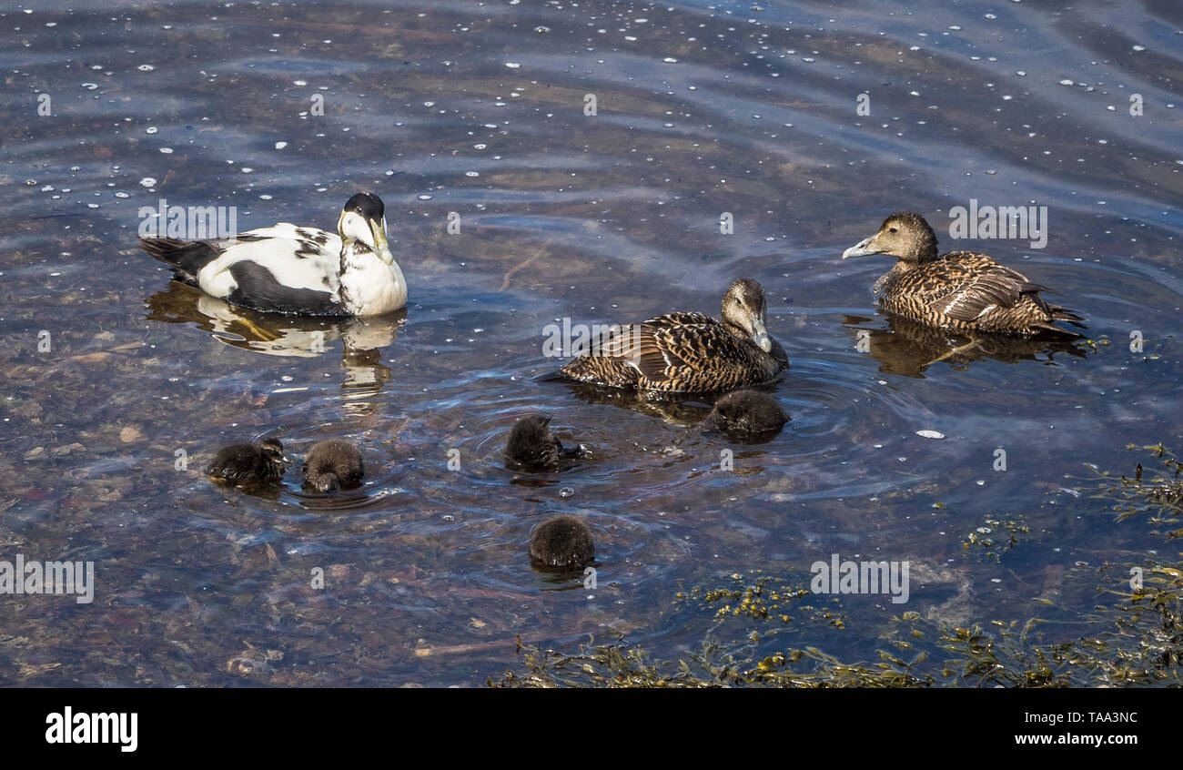 Eider Family High Resolution Stock Photography and Images - Alamy