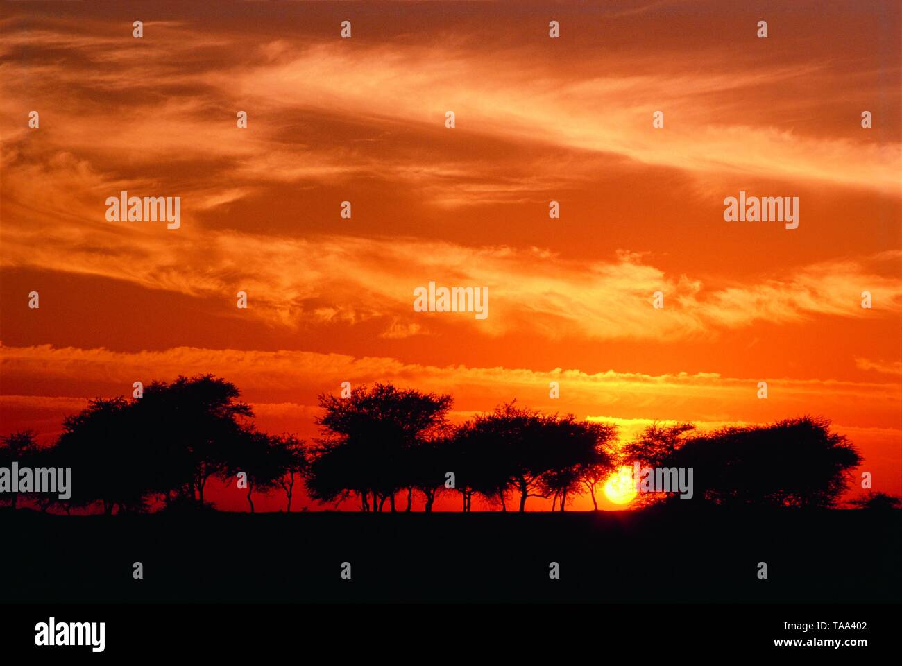 Sunset at tree lined landscape Gujarat, India, Asia Stock Photo - Alamy