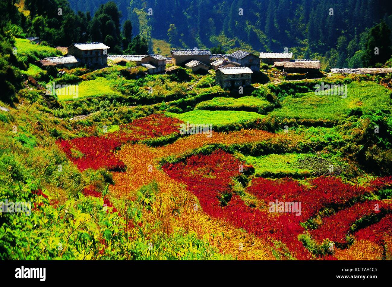 Colorful Fields and Huts Chamoli, Uttarakhand, India, Asia Stock Photo ...