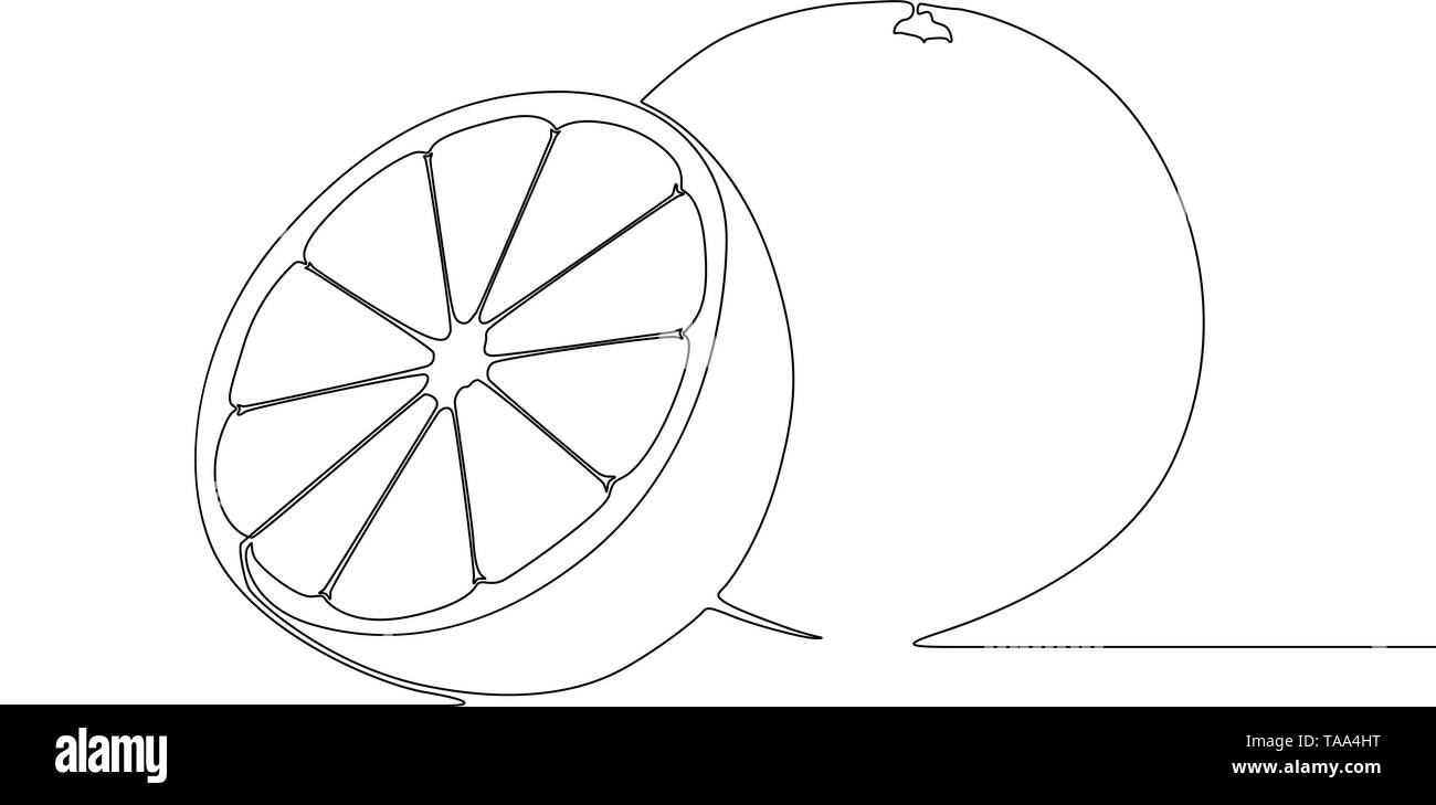 Continuous line Orange, citrus tropical fruit . Vector illustration ...