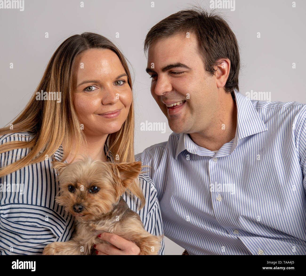 Yorkshire terrie hi-res stock photography and images - Alamy