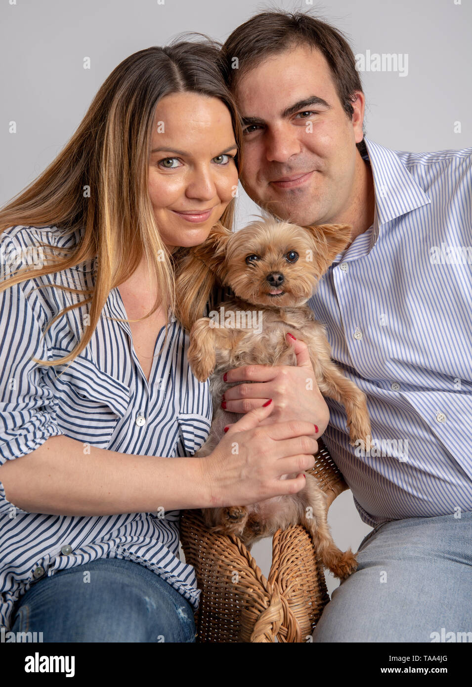 Yorkshire terrie hi-res stock photography and images - Alamy