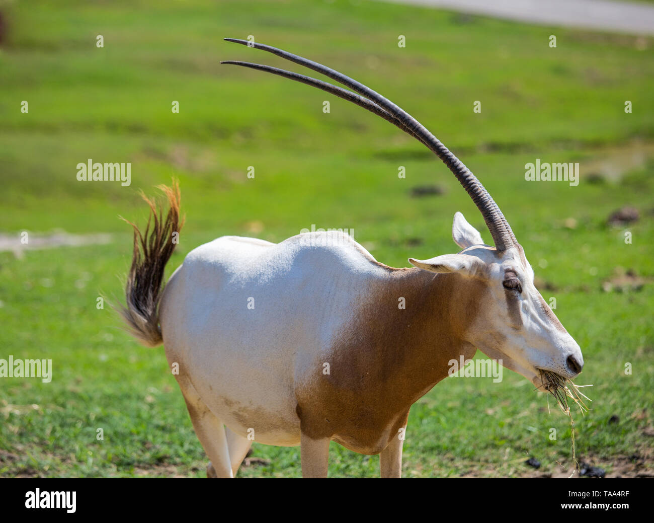 Scimitar horn hi-res stock photography and images - Alamy