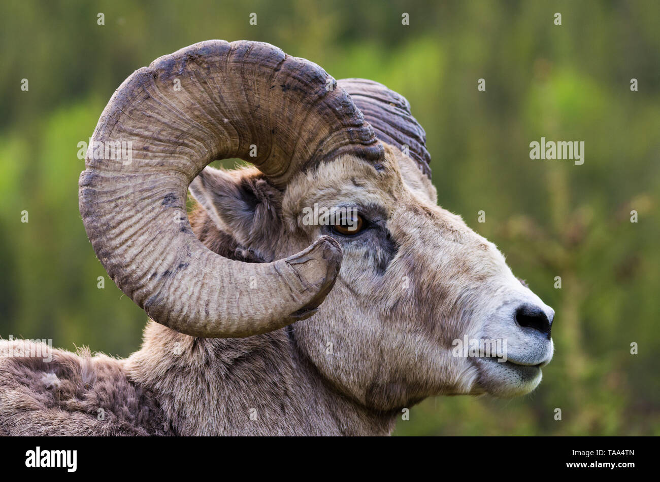 Big horn ram alberta hi-res stock photography and images - Alamy