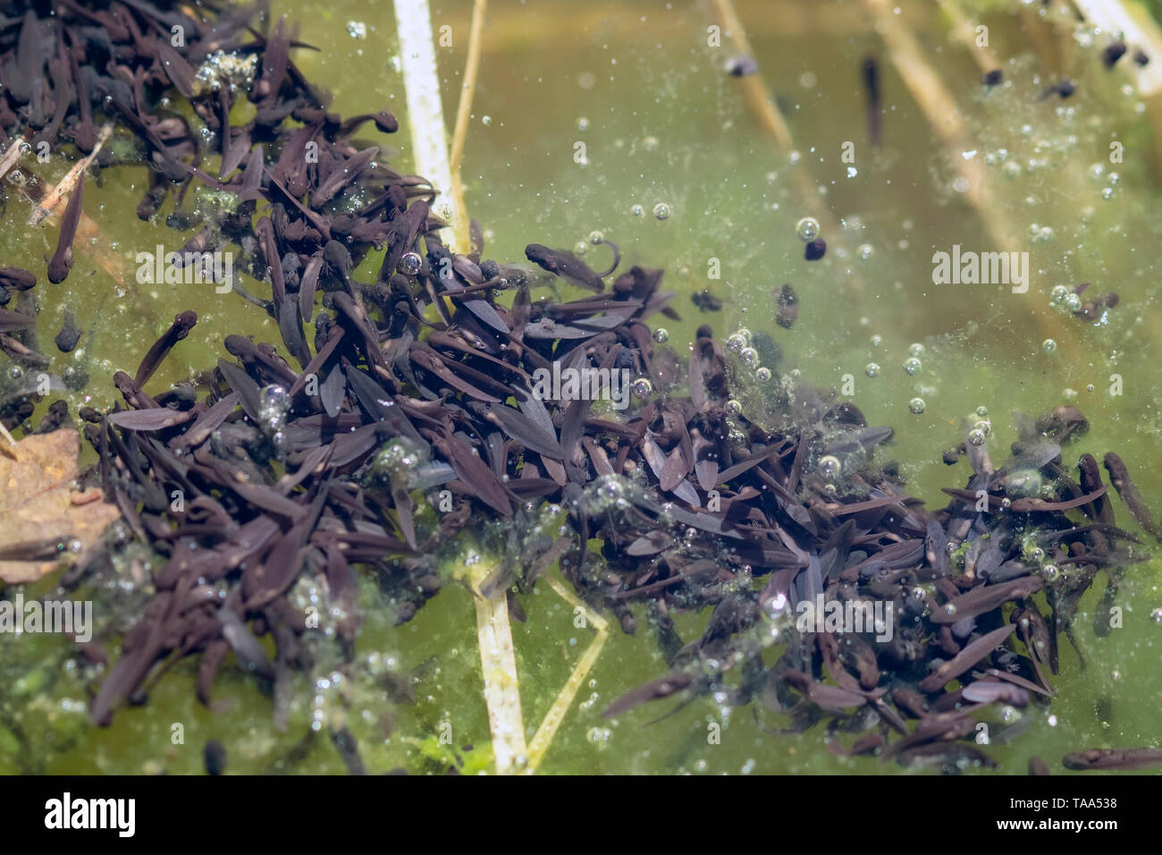 Common frog tadpoles in water, Finland Stock Photo - Alamy