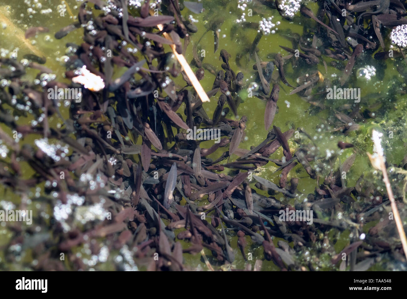 Common frog tadpoles in water, Finland Stock Photo - Alamy