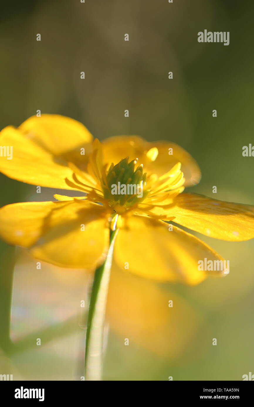 Spring buttercup hi-res stock photography and images - Alamy
