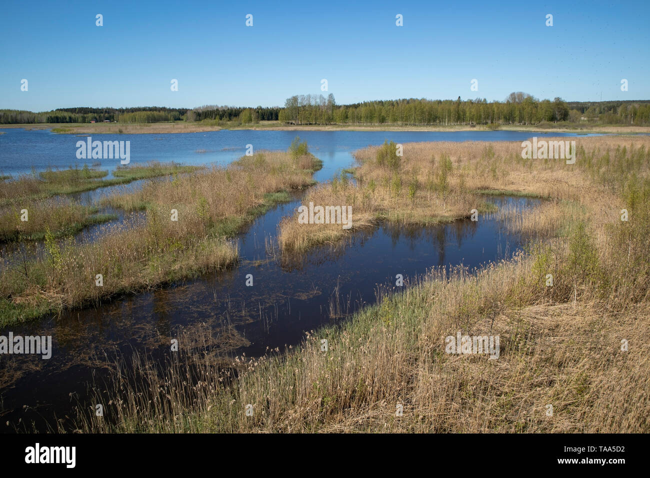 wet marsh view, Siikalahti Parikkala Finland Stock Photo - Alamy