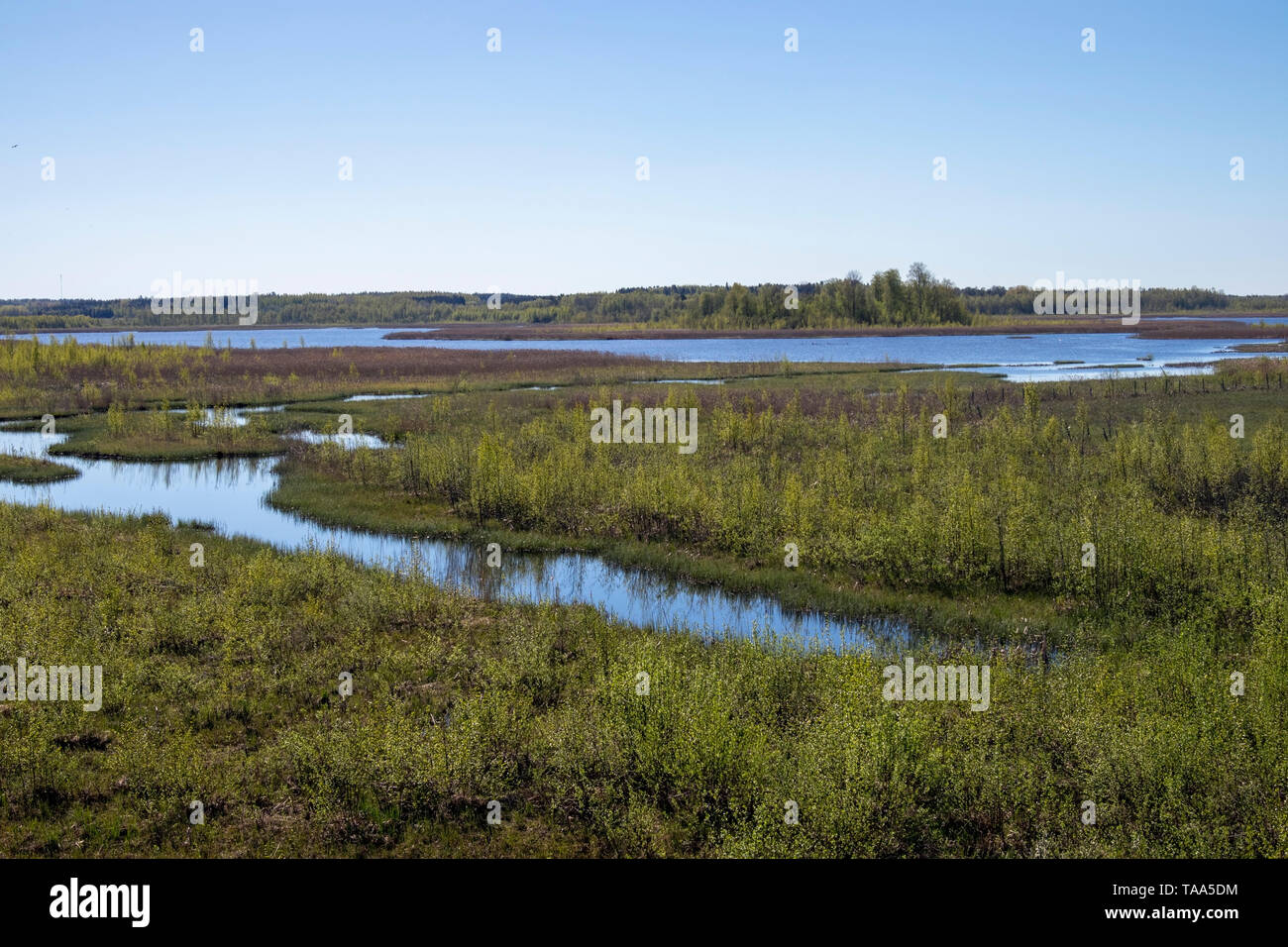 Wet marsh hi-res stock photography and images - Alamy