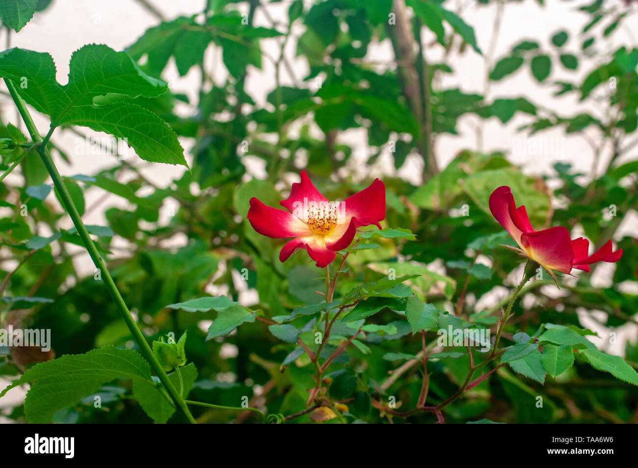Briar Roses High Resolution Stock Photography and Images - Alamy