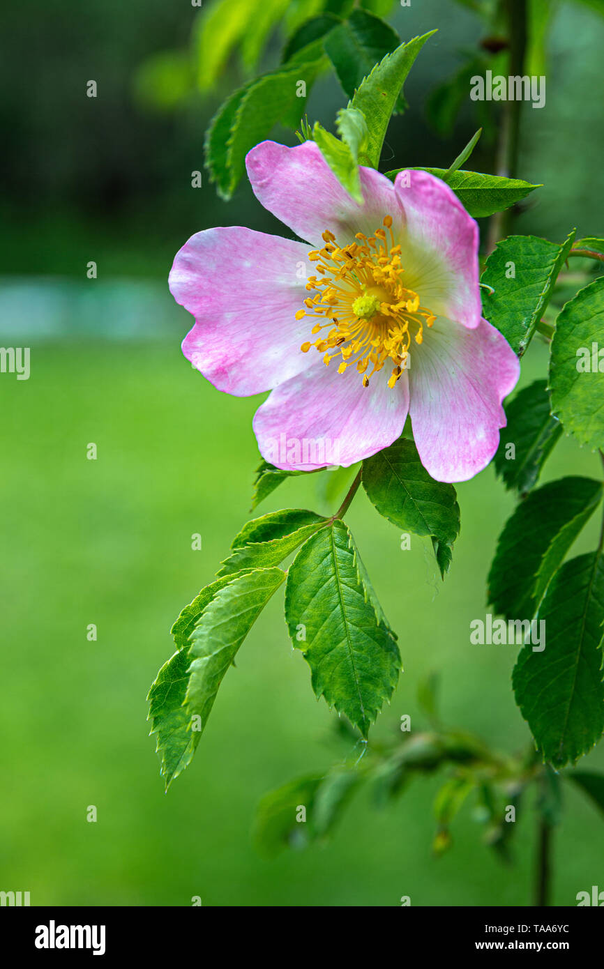 Rose hip in blossom (Rosa canina Stock Photo - Alamy