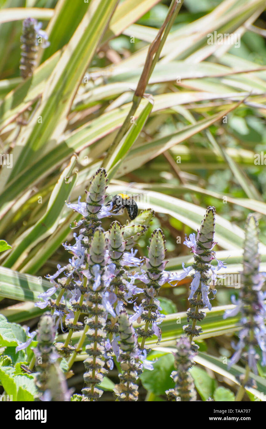 Blue Lobster flower Plectranthus neochilus (lobster bush, fly bush, or ...