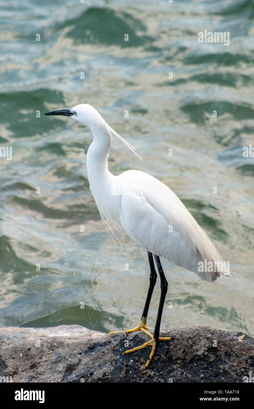 Egretta garzetta - Little Egret, This small white heron is native to ...