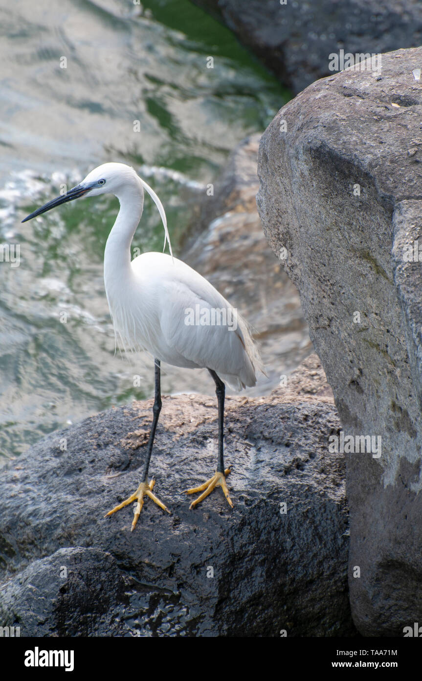 Egretta garzetta - Little Egret, This small white heron is native to ...