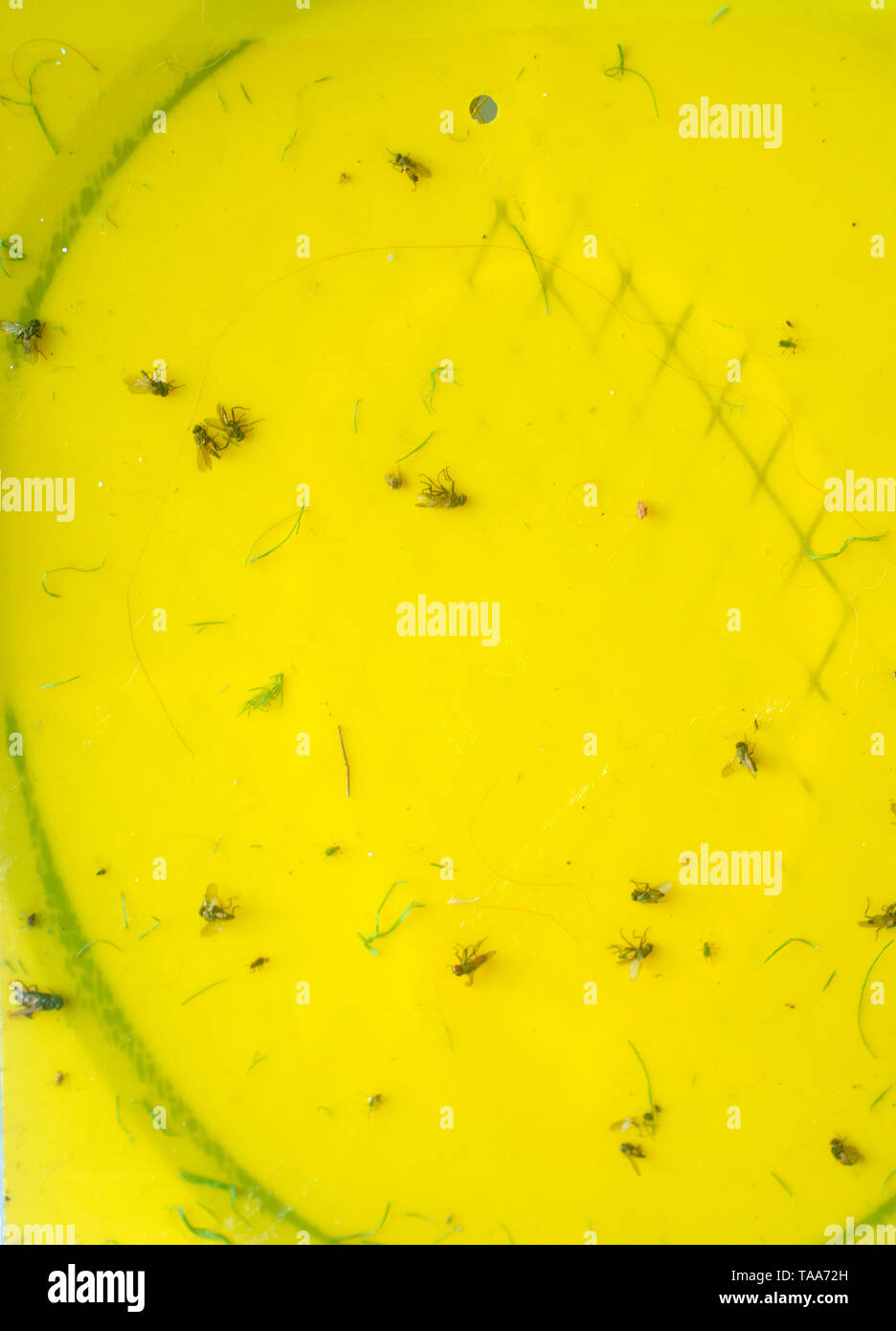 Killing insects hi-res stock photography and images - Alamy