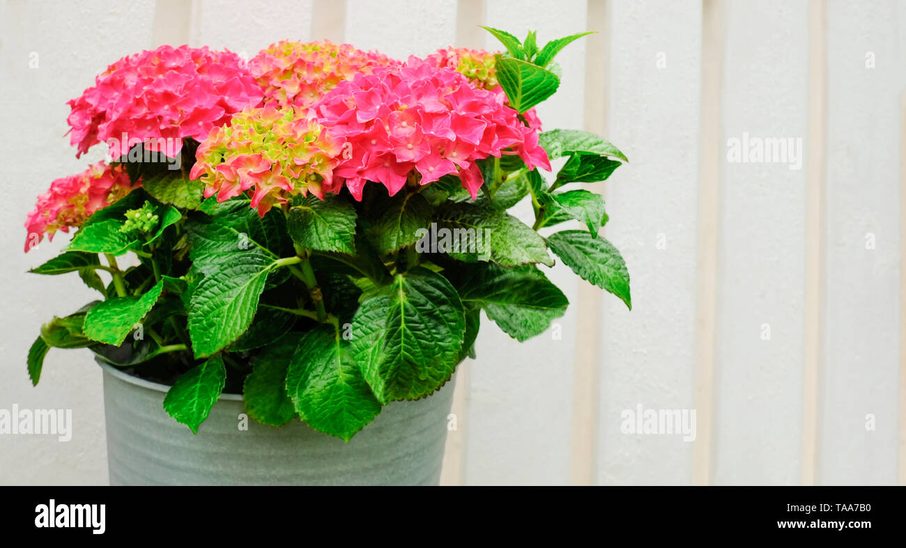 The delightful Hortensia hydrangea on the patio. Scientific name of ...