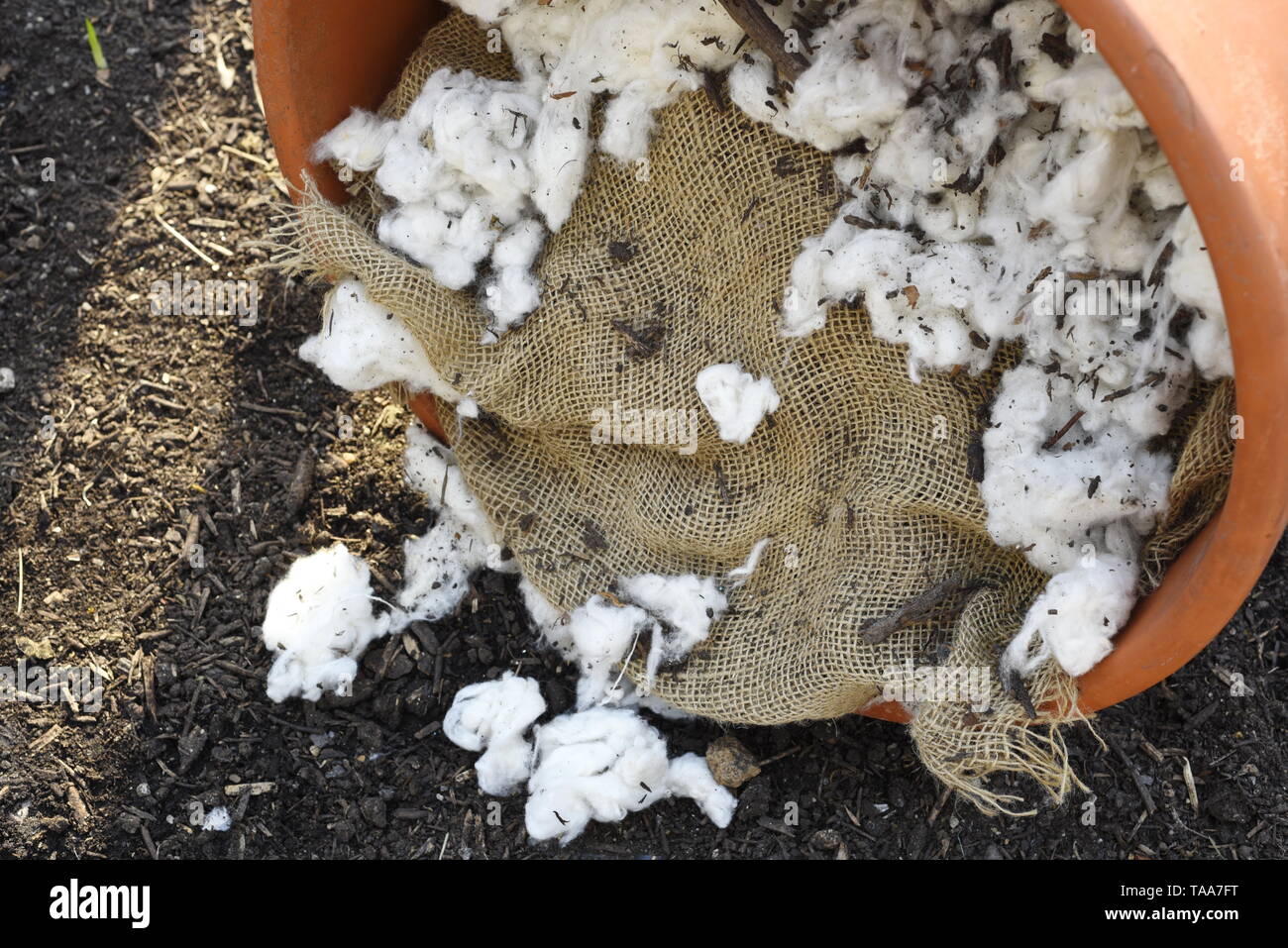 Raw cotton hi-res stock photography and images - Alamy