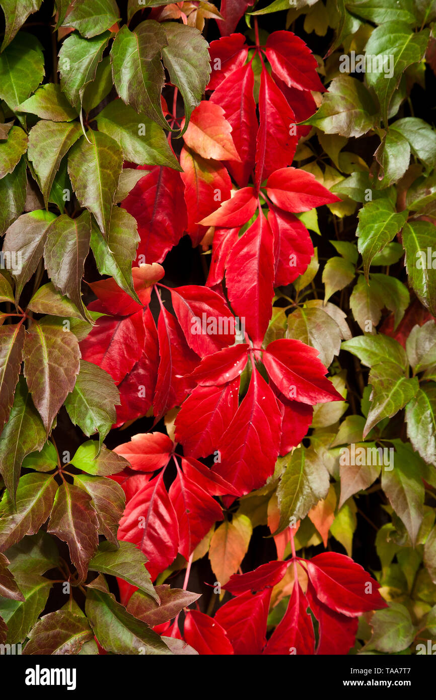 Russian vine autumn hi-res stock photography and images - Alamy