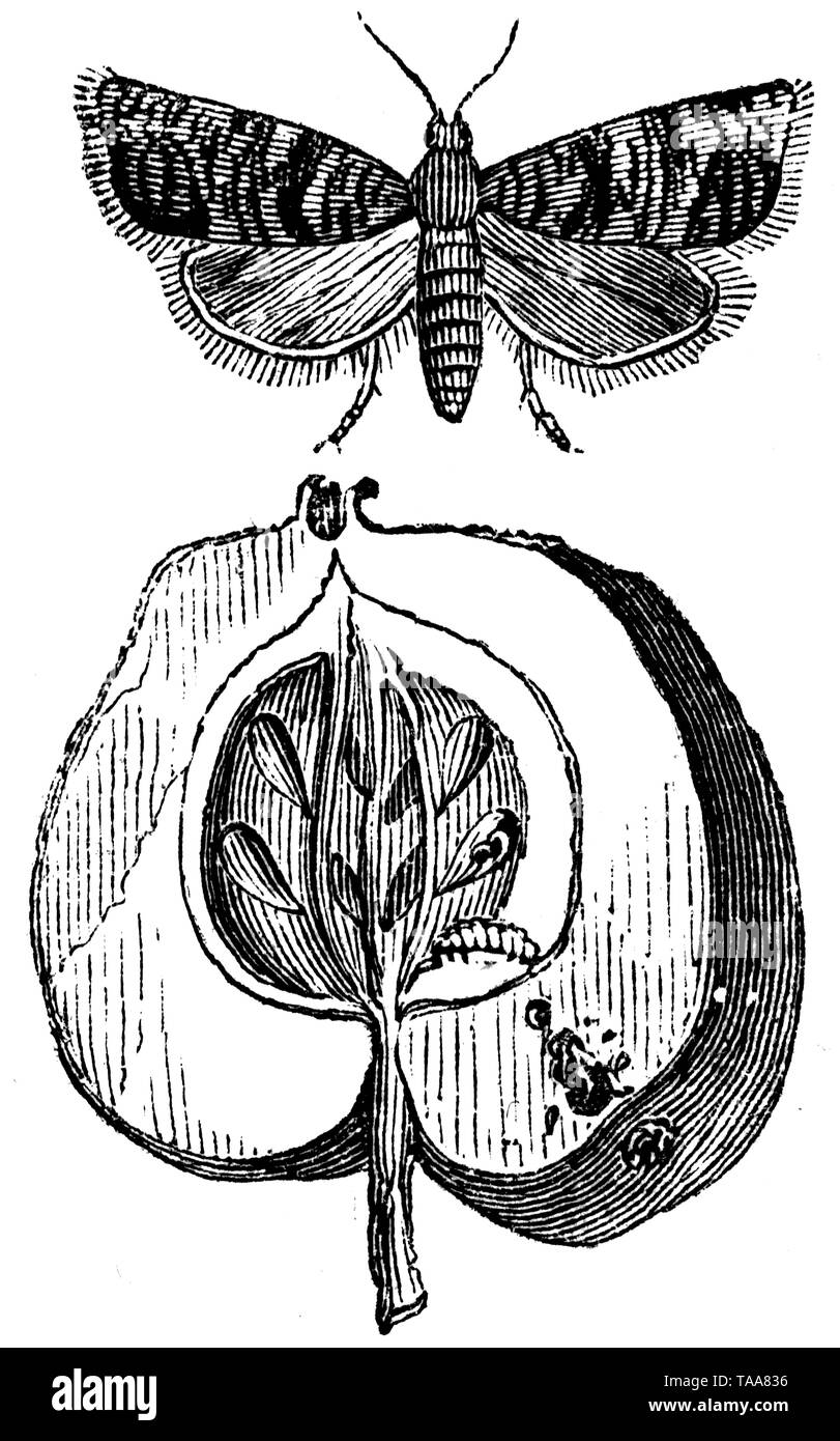 Wood cut engraved illustration, taken from 'The Treasury of Natural ...