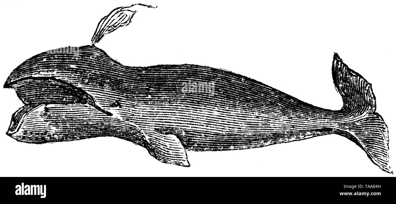 Wood cut engraved illustration, taken from 'The Treasury of Natural ...