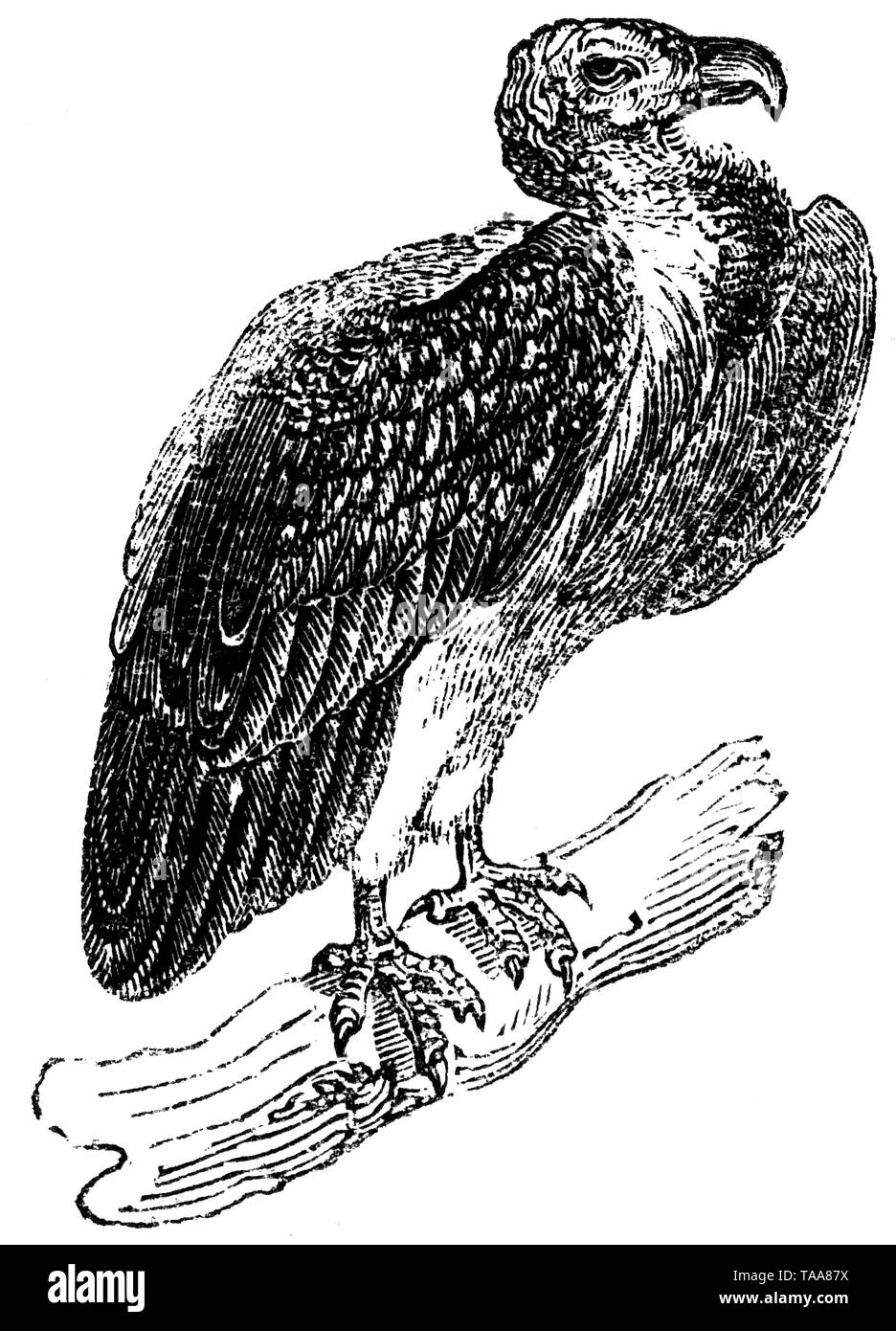 Sociable vulture hi-res stock photography and images - Alamy