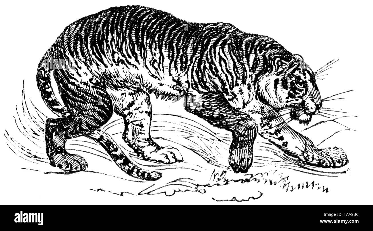 Tiger engraving hi-res stock photography and images - Alamy