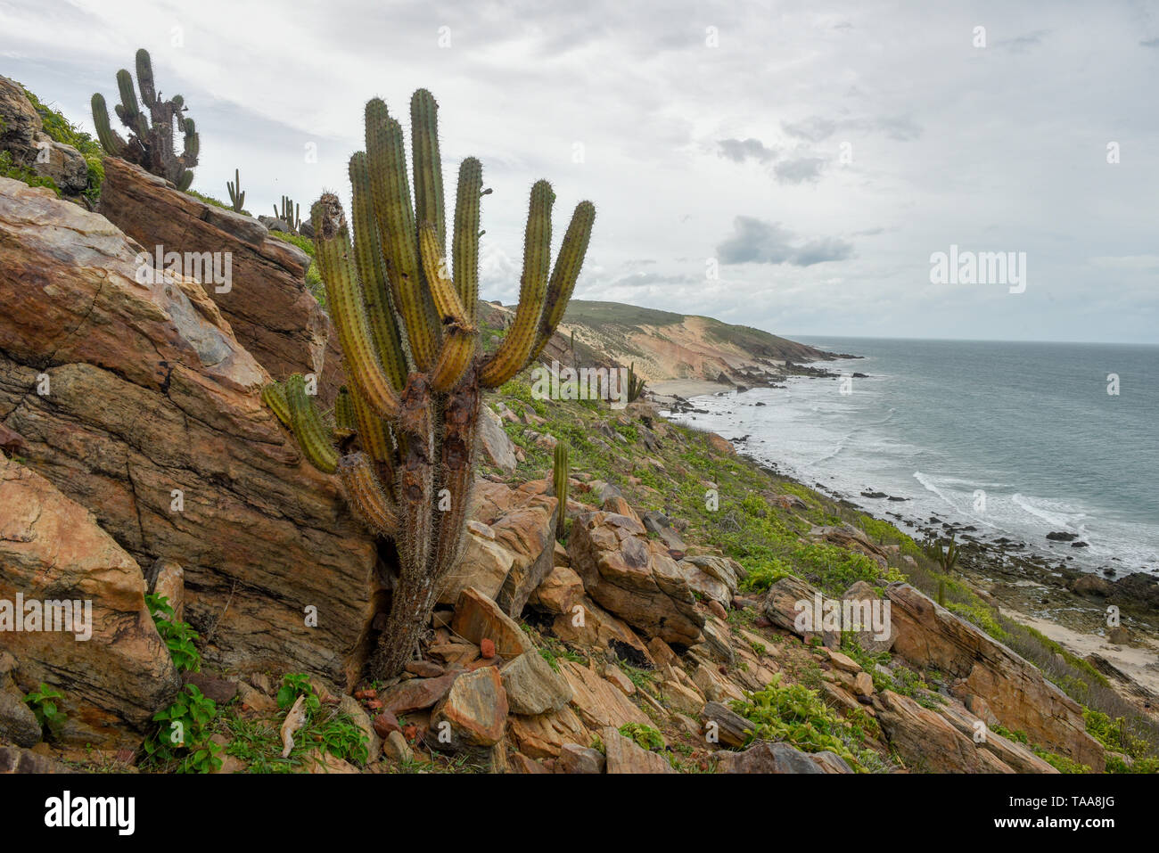 Cactus on beach hi-res stock photography and images - Alamy