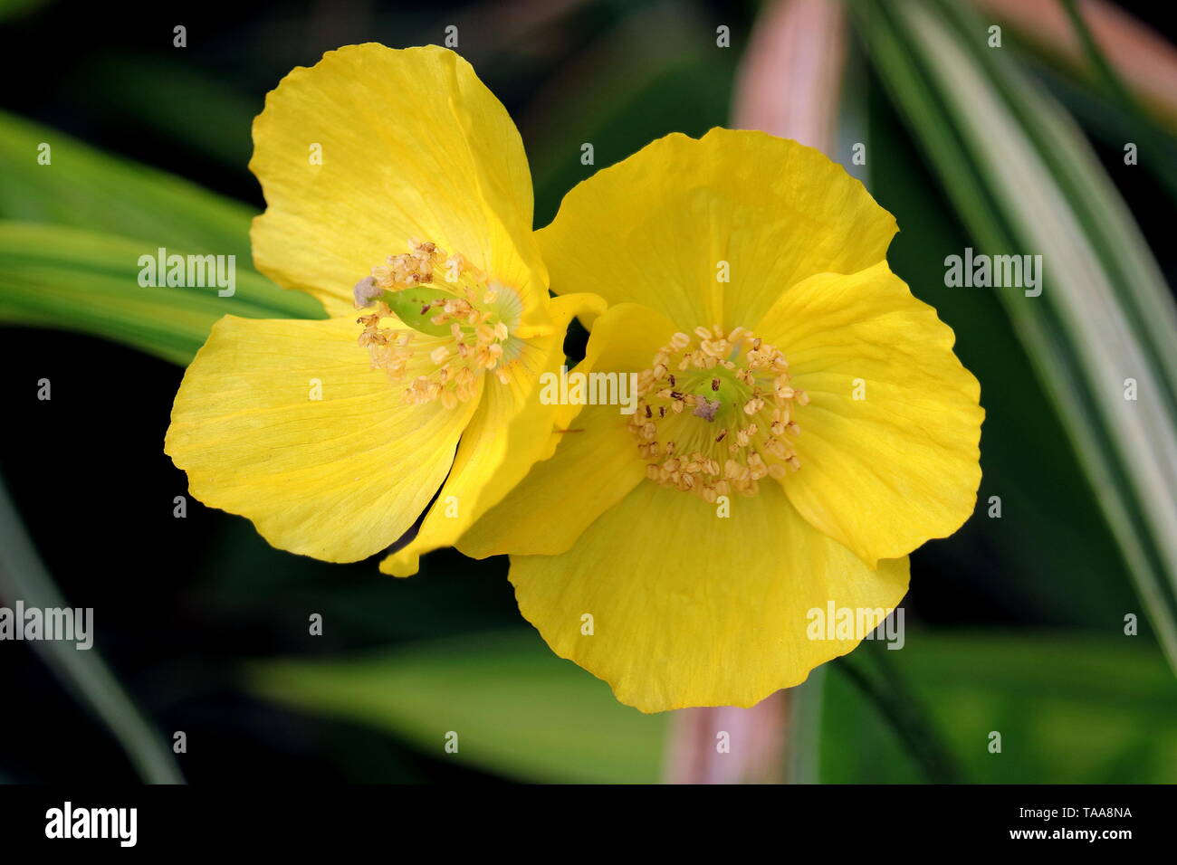 Yellow Poppy Blooms, a single layer, delicate colours Stock Photo - Alamy